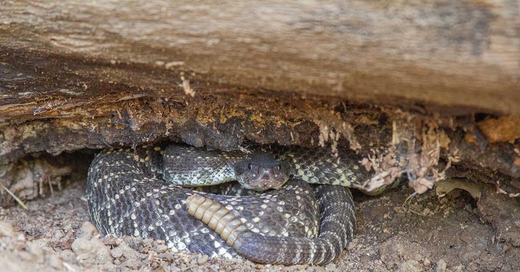 Nope Rope: How to Avoid Venomous Snakes and What to Do If You Couldn’t ...