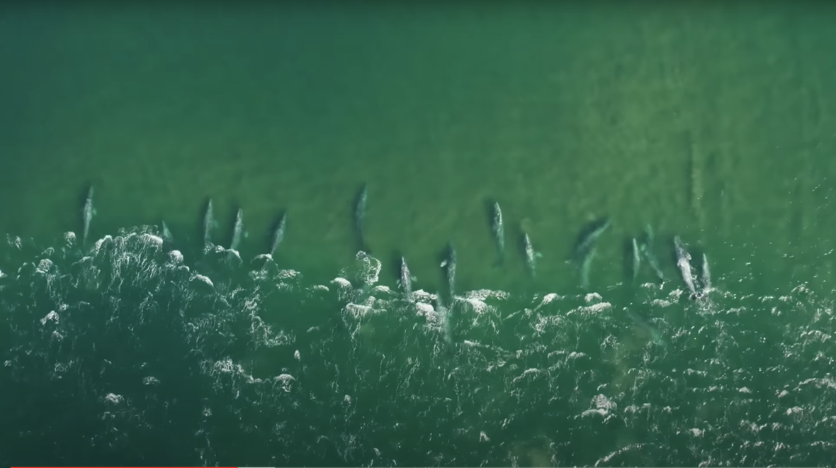 The Crews from GFC, Rig’d Supply, and Forrest Galante explore the Baja ...
