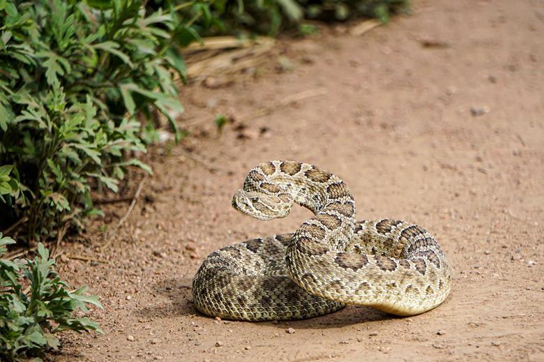 Nope Rope: How to Avoid Venomous Snakes and What to Do If You Couldn’t ...