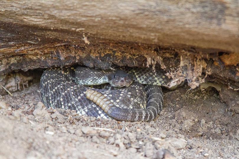 Nope Rope: How to Avoid Venomous Snakes and What to Do If You Couldn’t ...